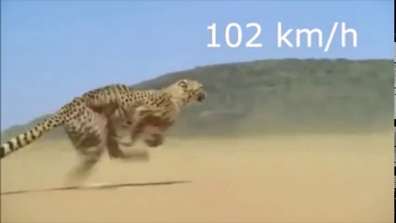 How Fast a Leopard can run - video Dailymotion