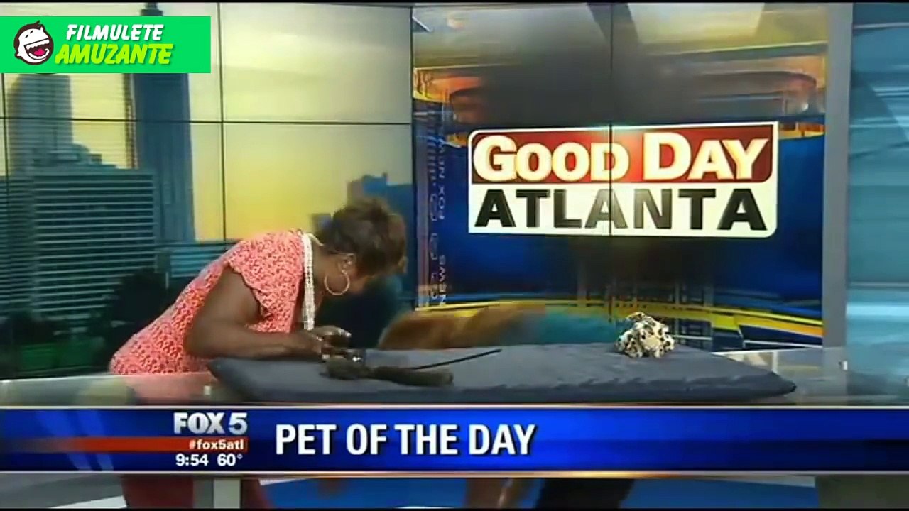 FAZE TARI cu filmulete haioase - MORI DE RAS 2016 ★Clipuri amuzante si ...