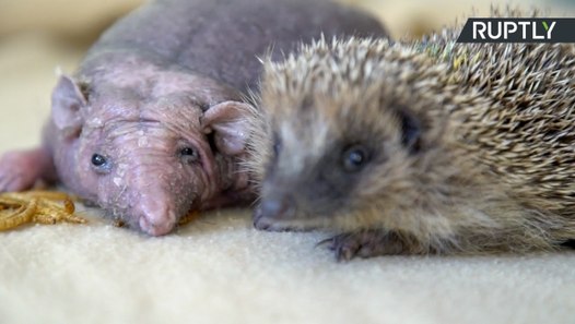 Meet Nelson, The Hedgehog With No Spikes - video dailymotion