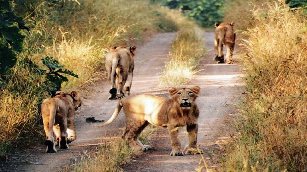 Gir Forest National Park - Gujarat, India. - video Dailymotion