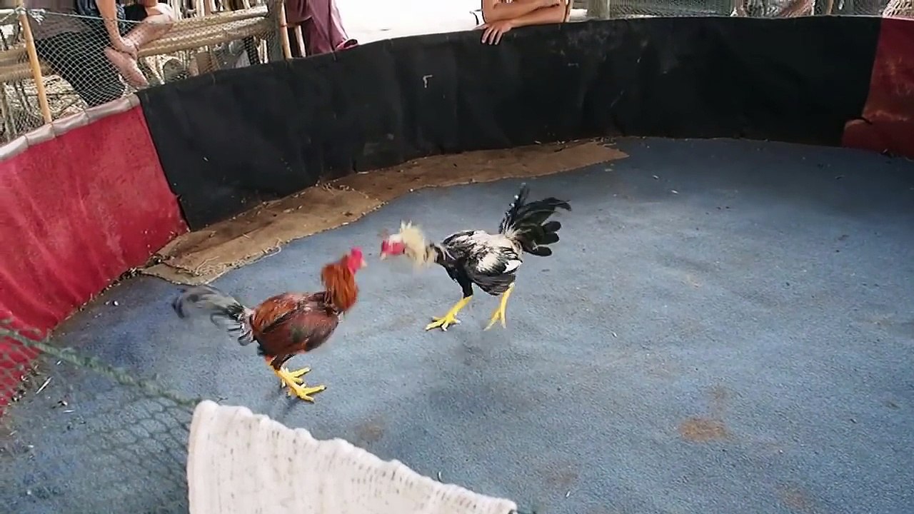 Chicken fight in Chiangmai suburb! - video Dailymotion