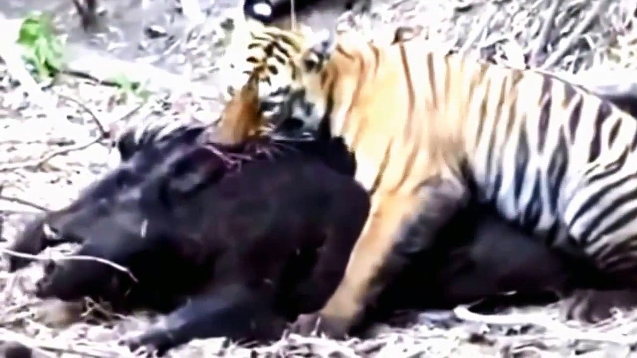 Tiger Attack & Kill Boar - Tiger Attack National Geographic Wild ...