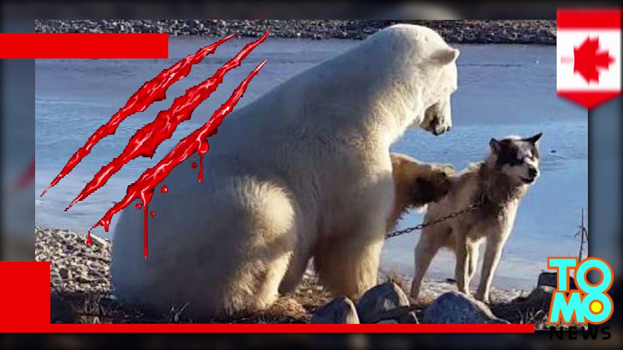 Polar bear petting husky in viral video killed and ate another dog ...