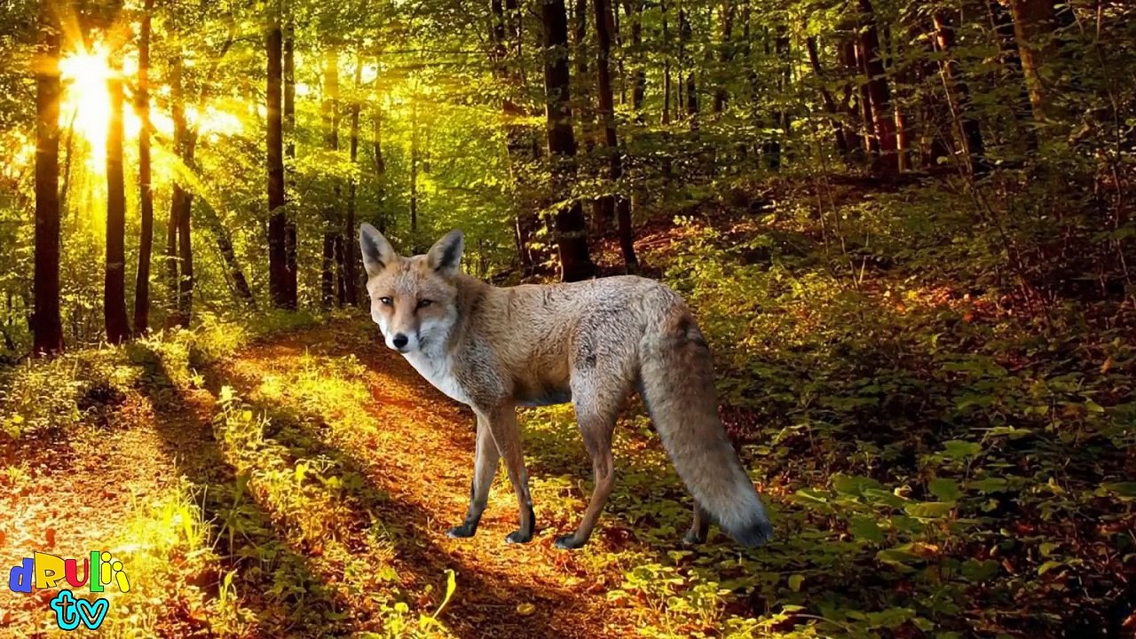Learn the Alphabet with Wild Animals | ABC animals for children ...