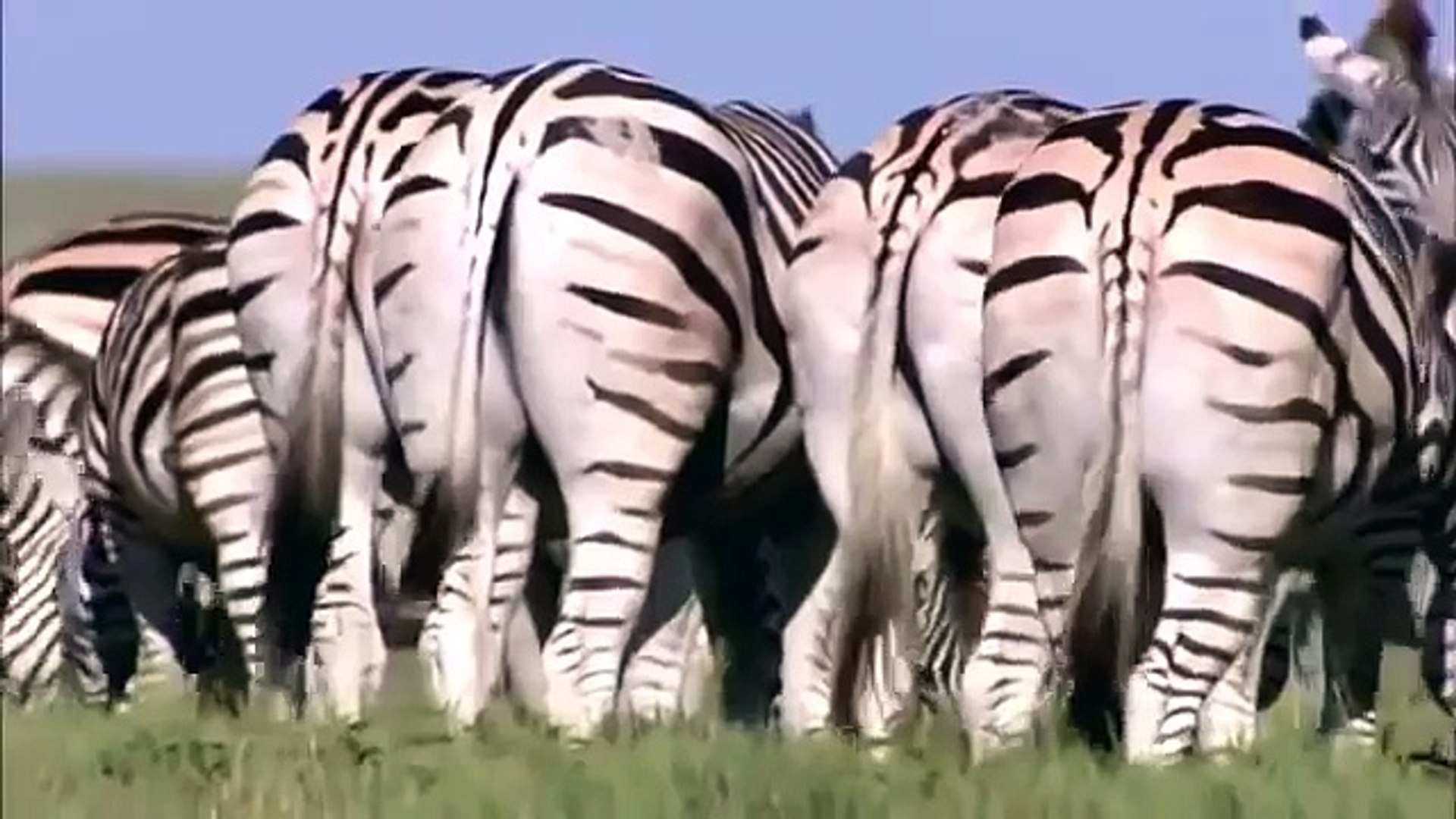 Top 155 + Zebra mating with other animals - Lifewithvernonhoward.com
