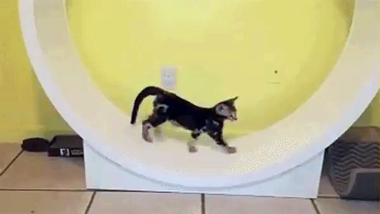 Apprendre à faire courir un chat - Vidéo Dailymotion