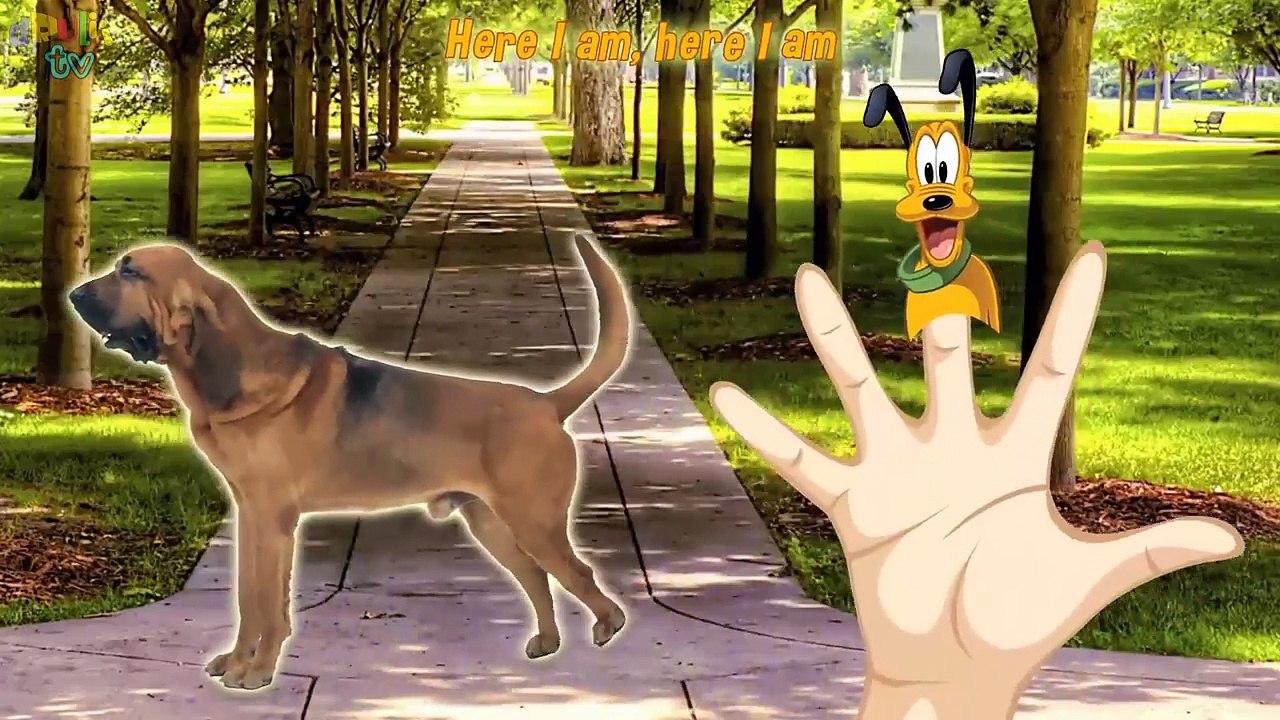 Madagascar finger family | Alex, Marty, Gloria, Melman | Nursery Rhymes ...