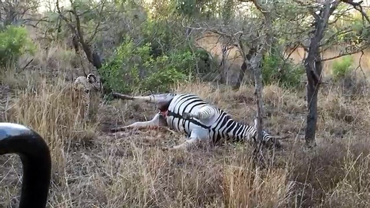 animal - Vidéo Dailymotion