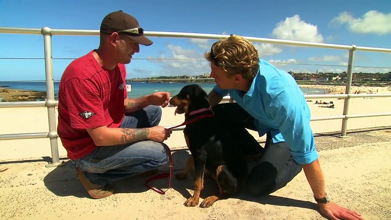 Bondi Vet: S01E07 - Dailymotion Video