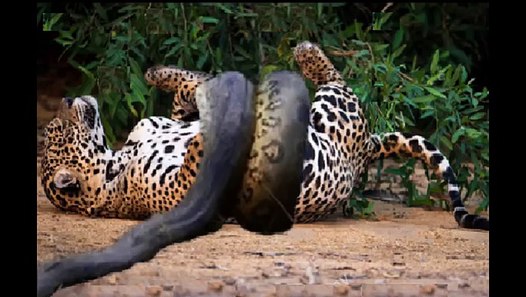 Amazing Predators Fight - Big Battle Animals , Lion vs Anaconda, Jaguar ...