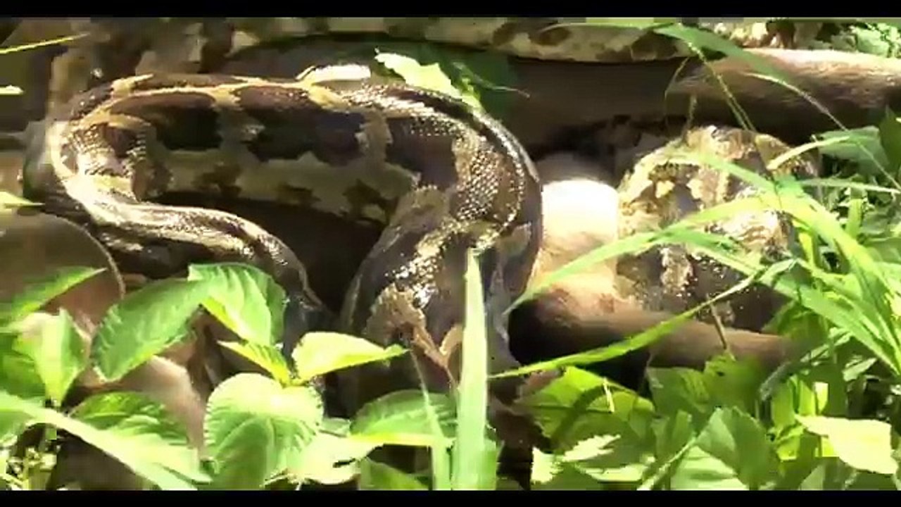 Most amazing wild animals attack Biggest python snake kill and swallow ...