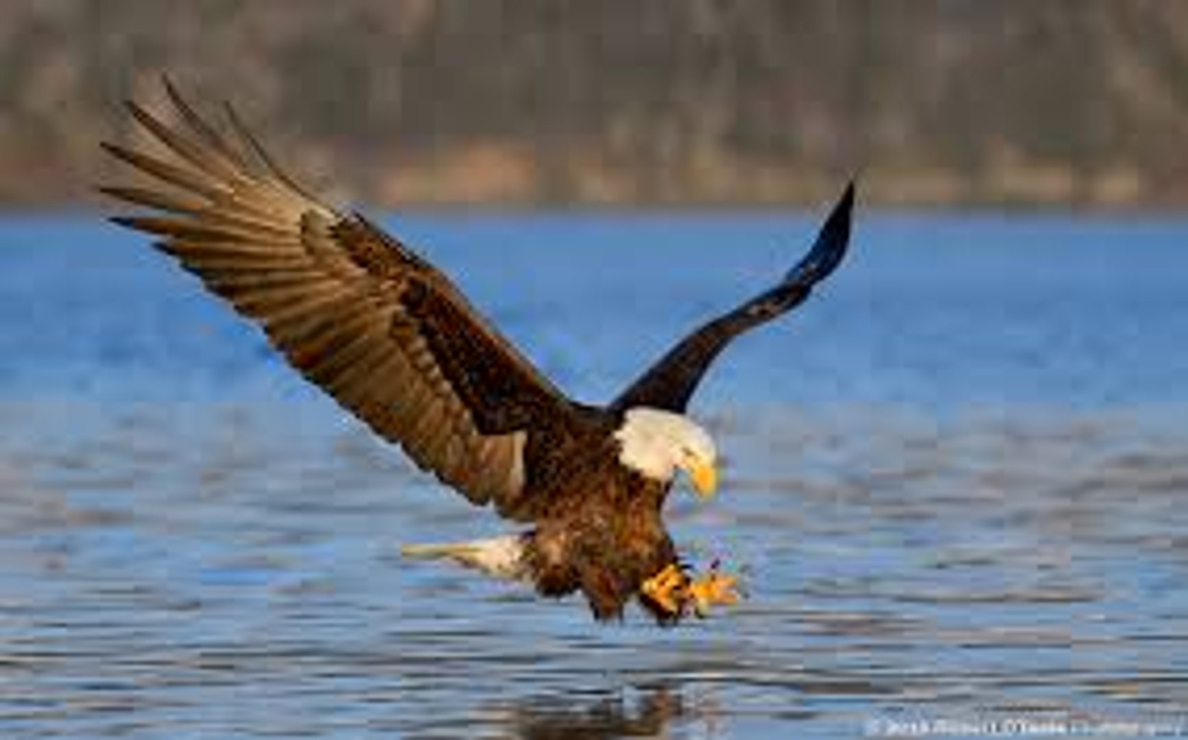 Golden Eagle Hunting Fish