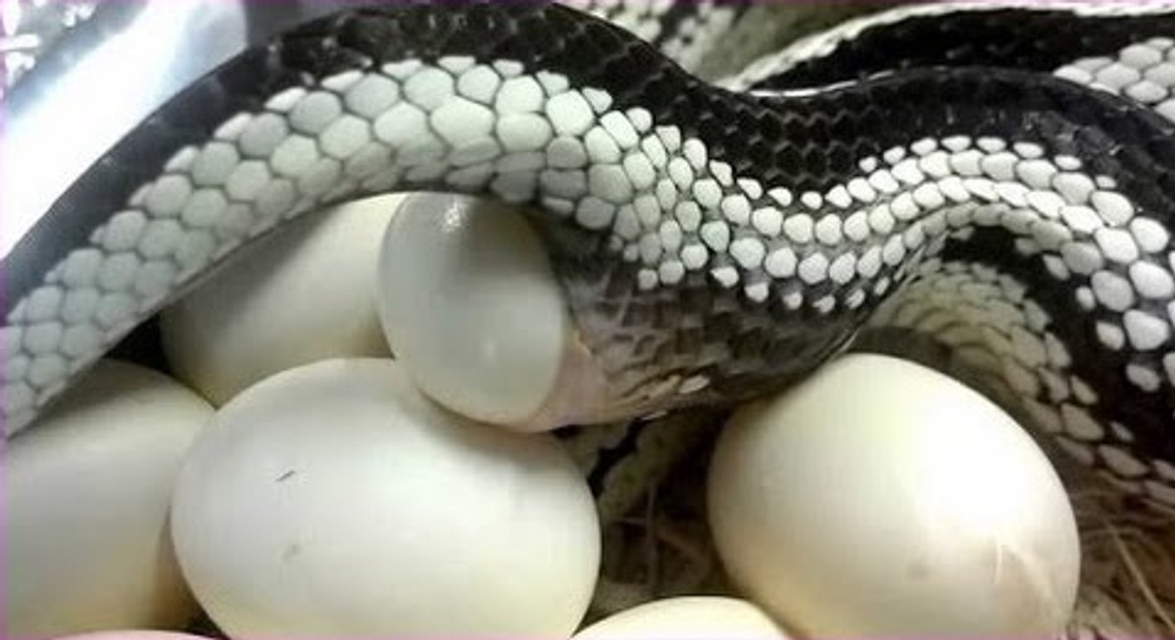 Wonderful video about the proliferation of snakes | laying eggs ...
