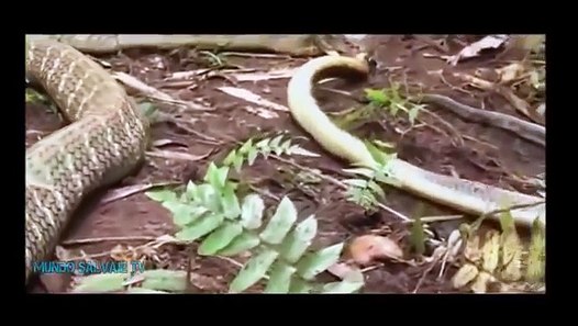 King Cobra vs ANACONDA vs Piton PELEAS SORPRENDENTES 2016 - video ...