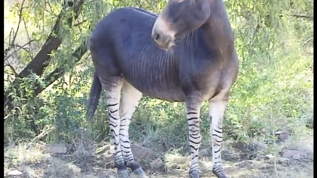 Zebra Mating with Donkey. - Vidéo Dailymotion