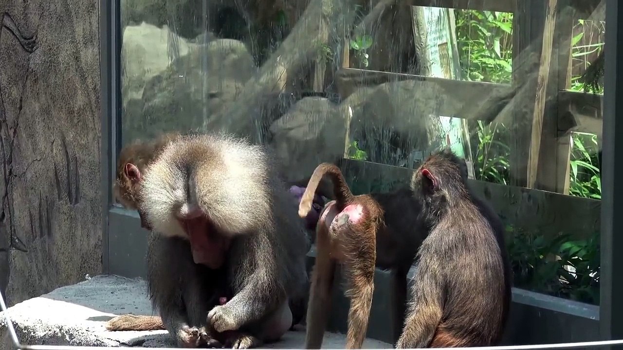 Monkey Mating At Zoo - Vidéo Dailymotion