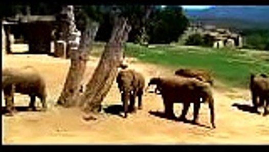 Animal Atlas (2) - video dailymotion