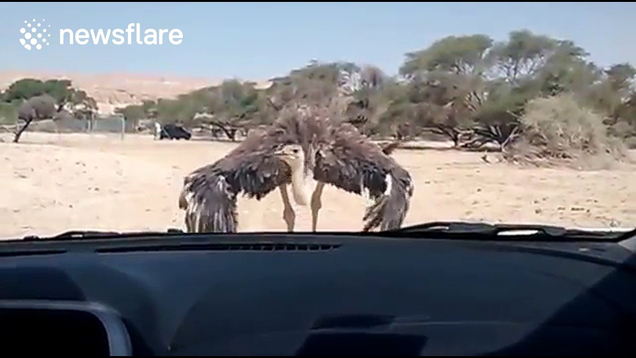 Ostrich attacks safari car in Israel - video Dailymotion