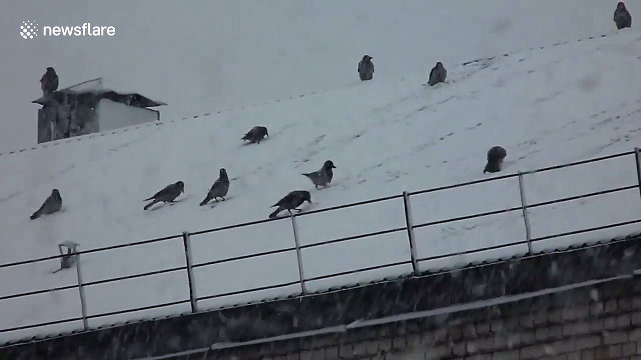 Hooded crows 'play' on snowy roof - video Dailymotion