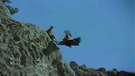 Golden Eagle Attack And Drags Goats Fall Off Cliff - video dailymotion