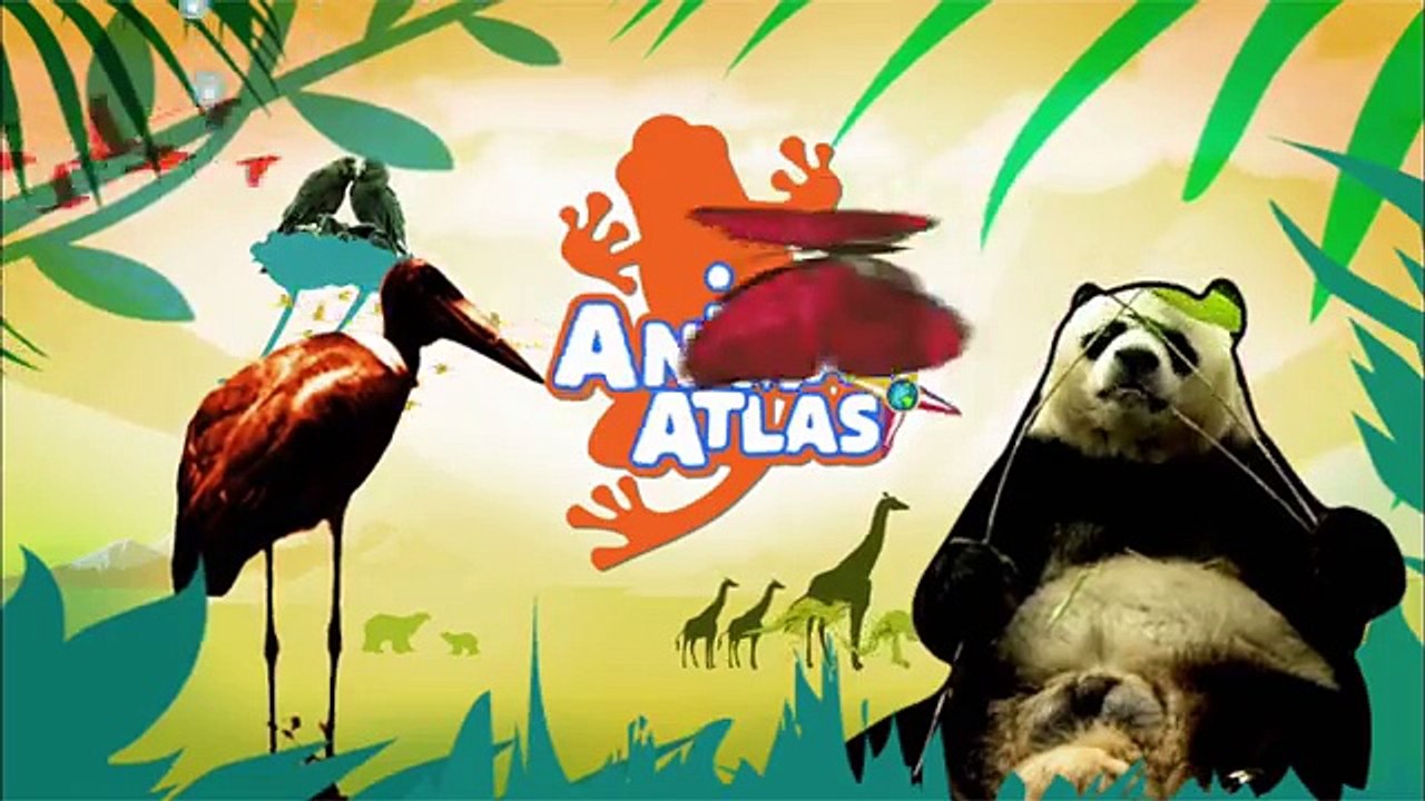 Animal Atlas, Aquatic Mammals - video Dailymotion