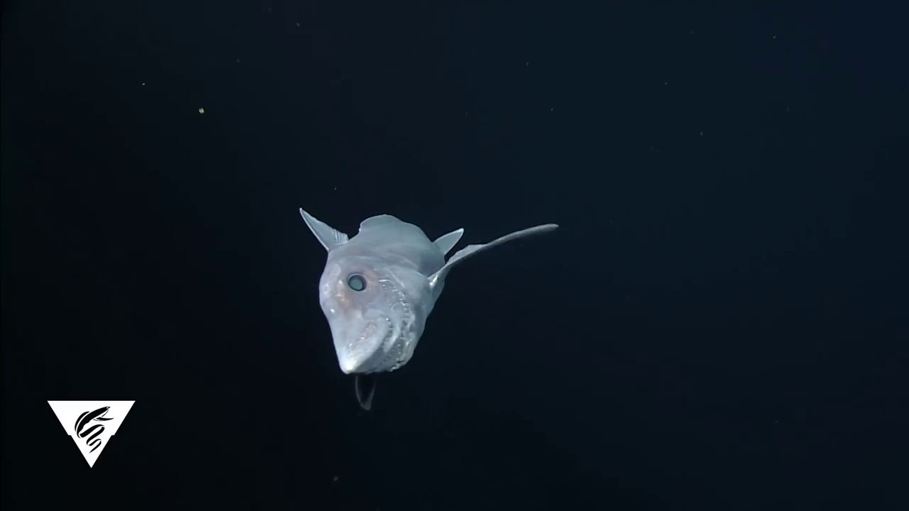Un requin-fantôme filmé pour la toute première fois au monde !! - Vidéo ...