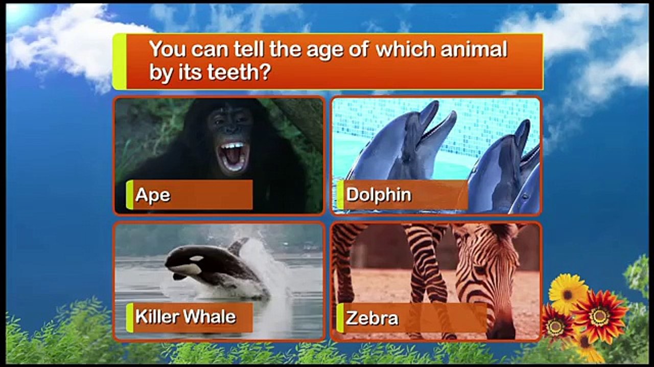 Animal Atlas, Teeth Tales - video Dailymotion