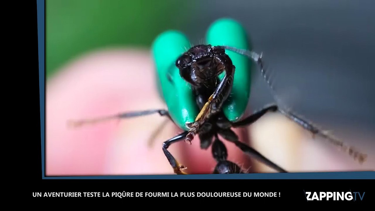 Un aventurier s’inflige la piqûre de fourmi la plus douloureuse du ...