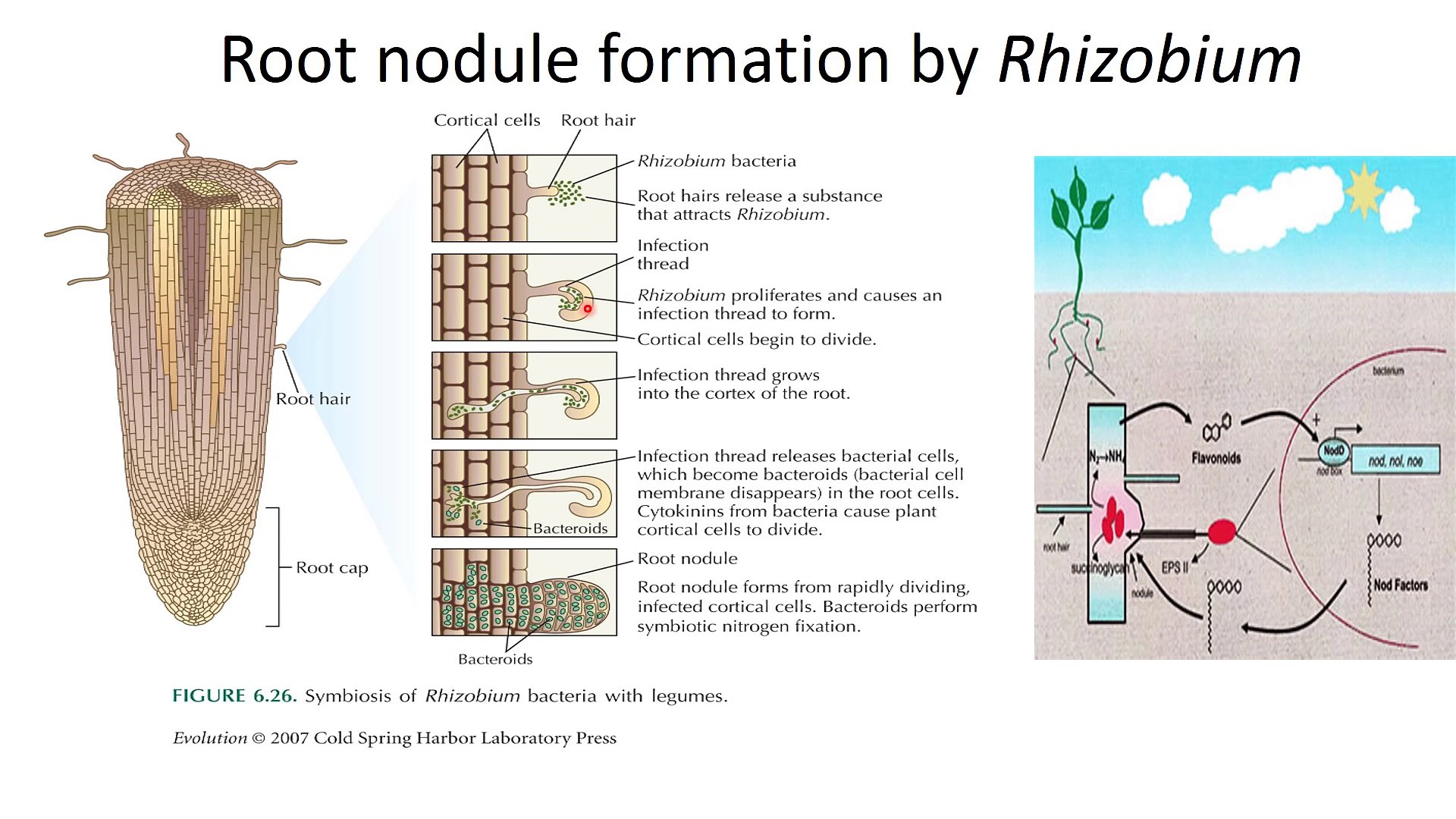 Rhizobium Diagram Under Microscope