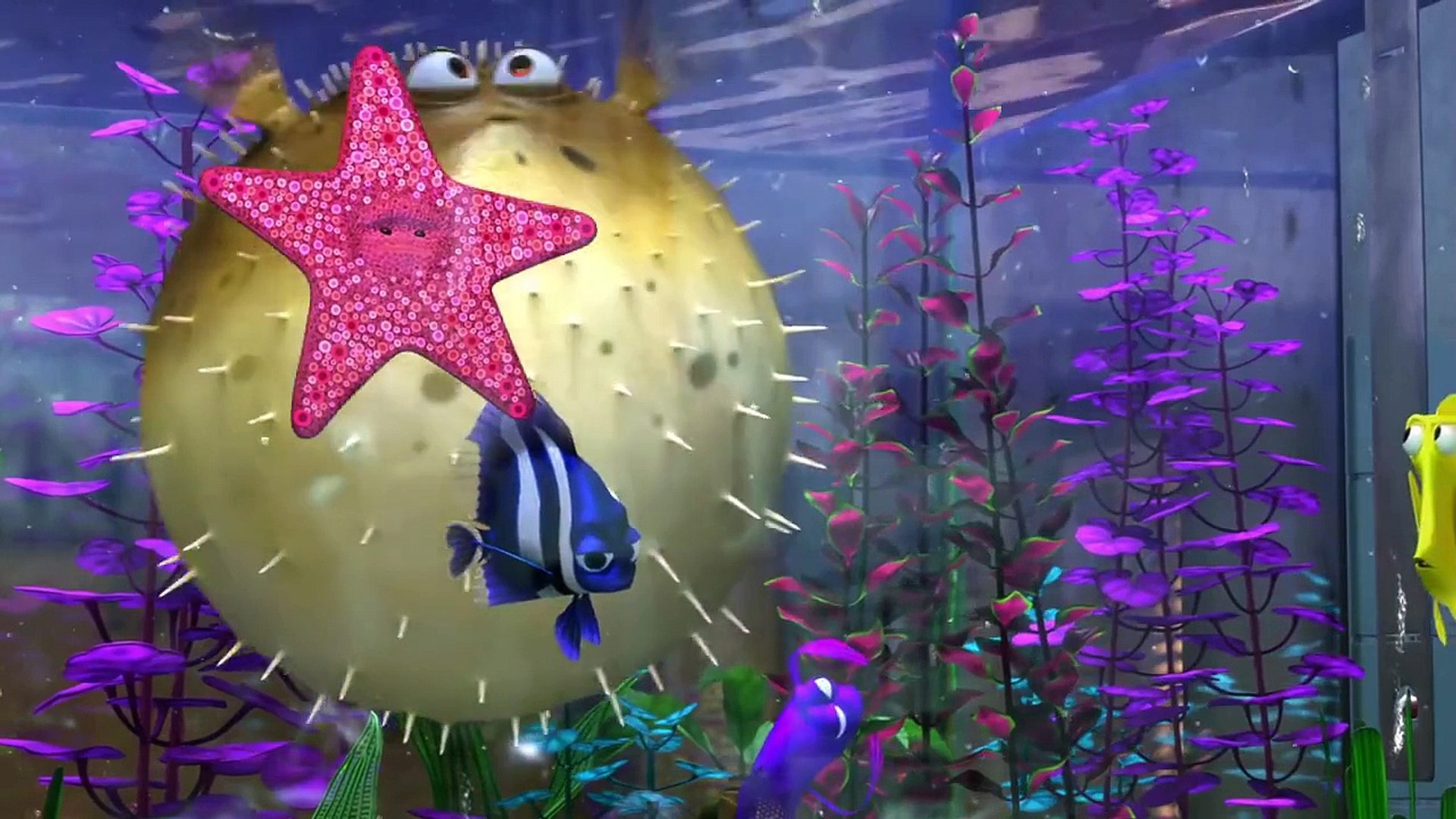 Alla Ricerca Di Nemo Stella Marina La Vasca è Pulita