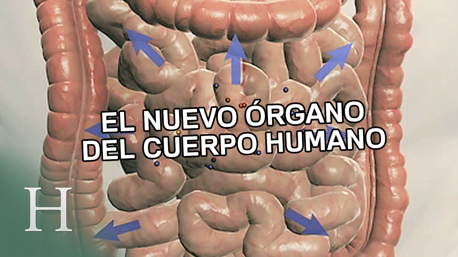 órganos Del Cuerpo Humano