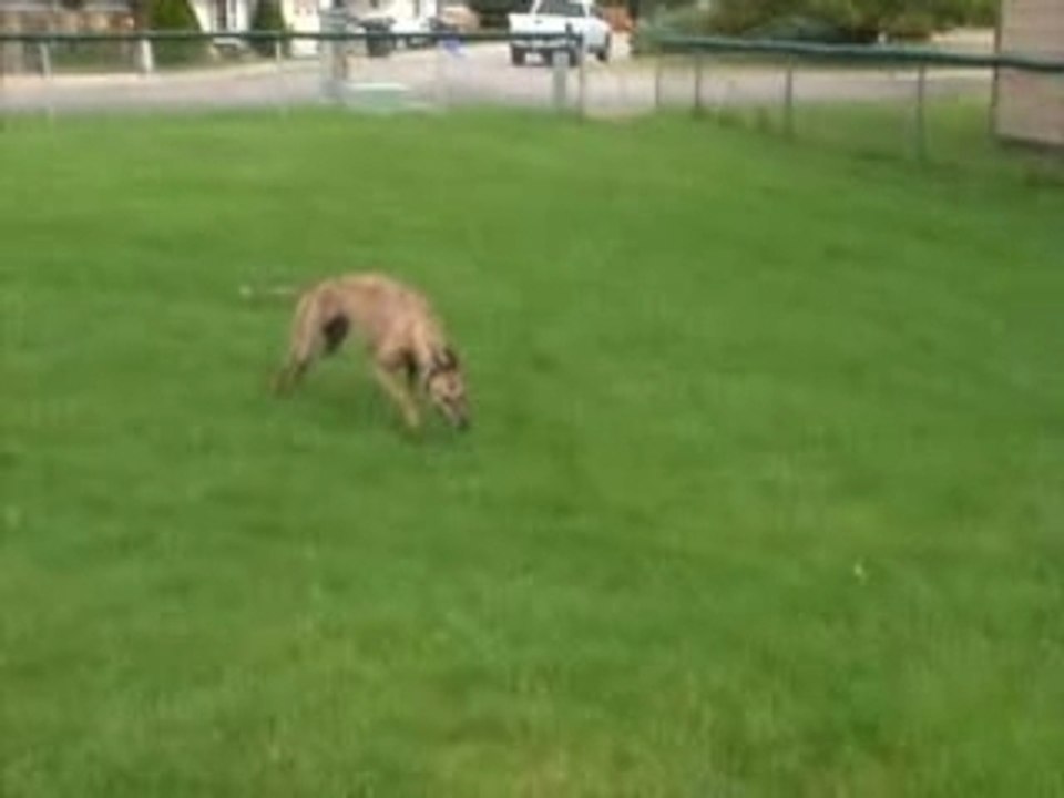Greyhounds playing in the park - video Dailymotion