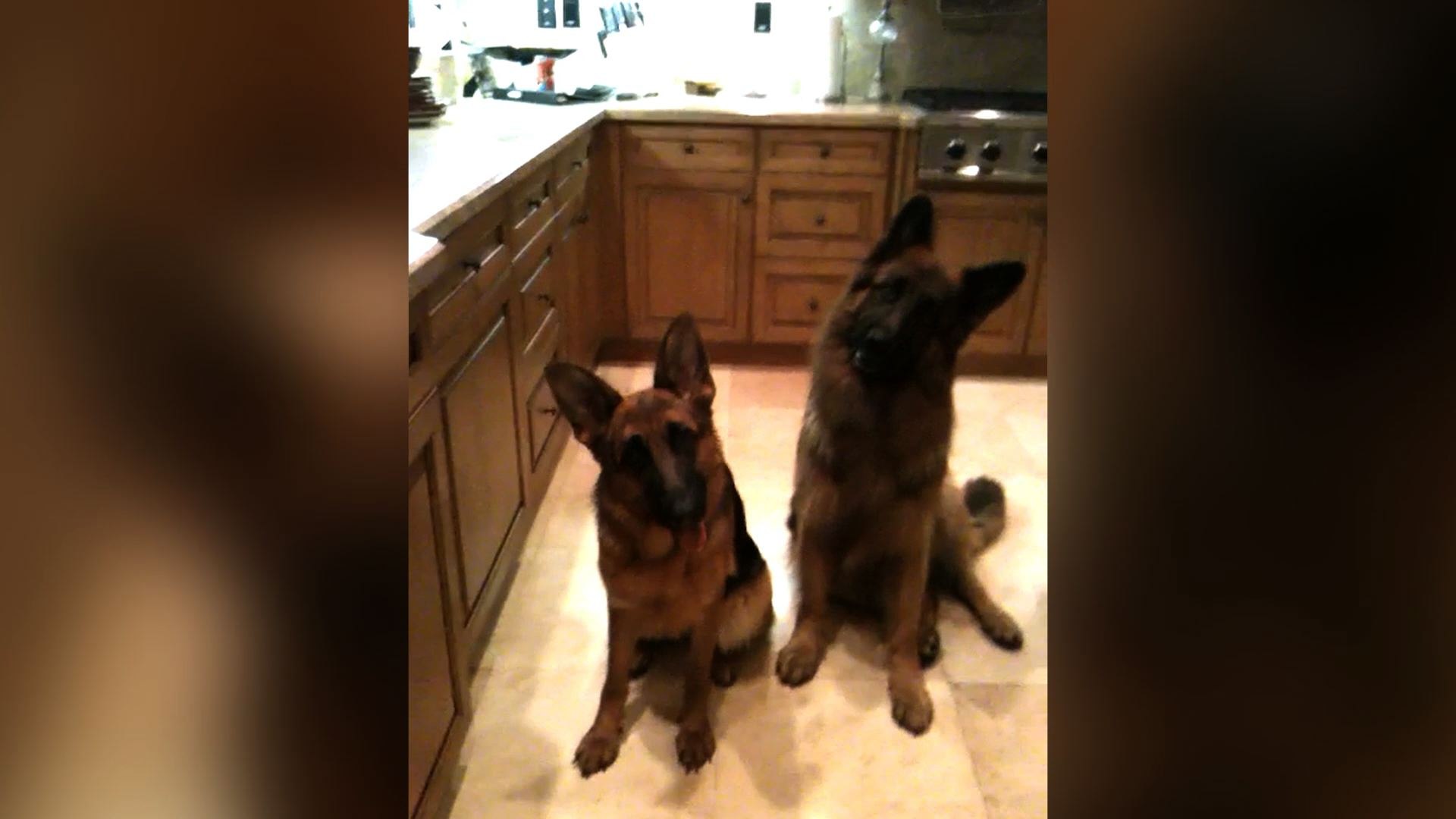 Confused German Shepherd