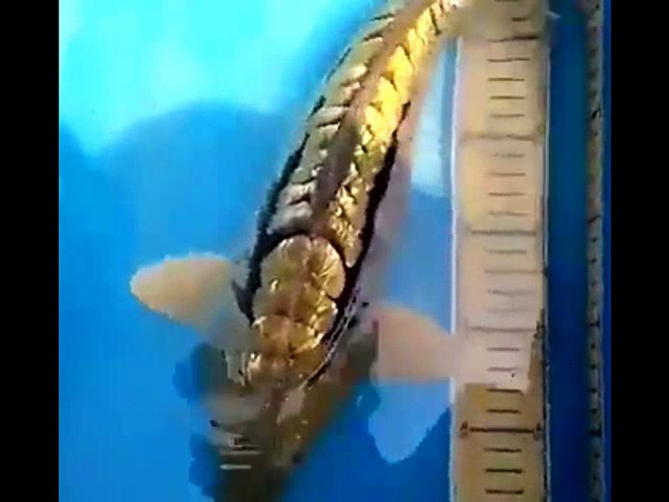 SEMUANYA GILA ANJING GILA BABI GILA HEWAN GILA BINATANG GILA (2 ...