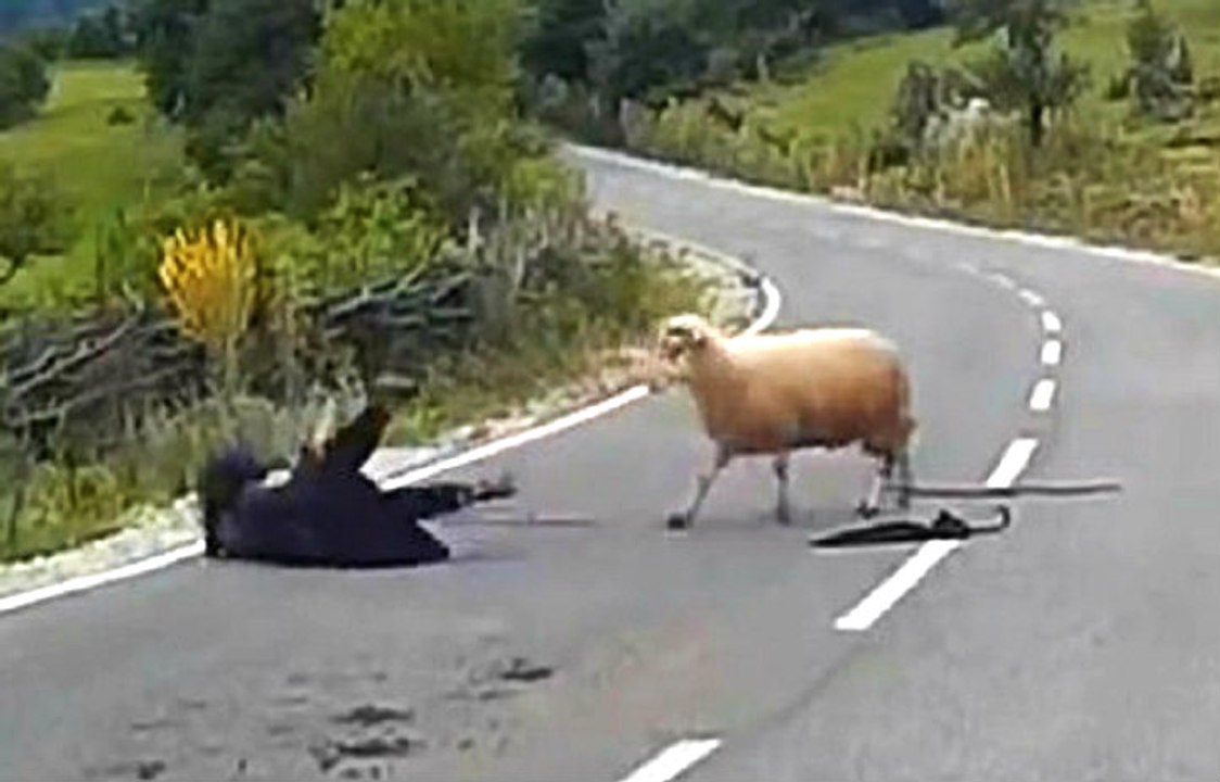 Flock of Sheep Attack Their Shepherd - video Dailymotion