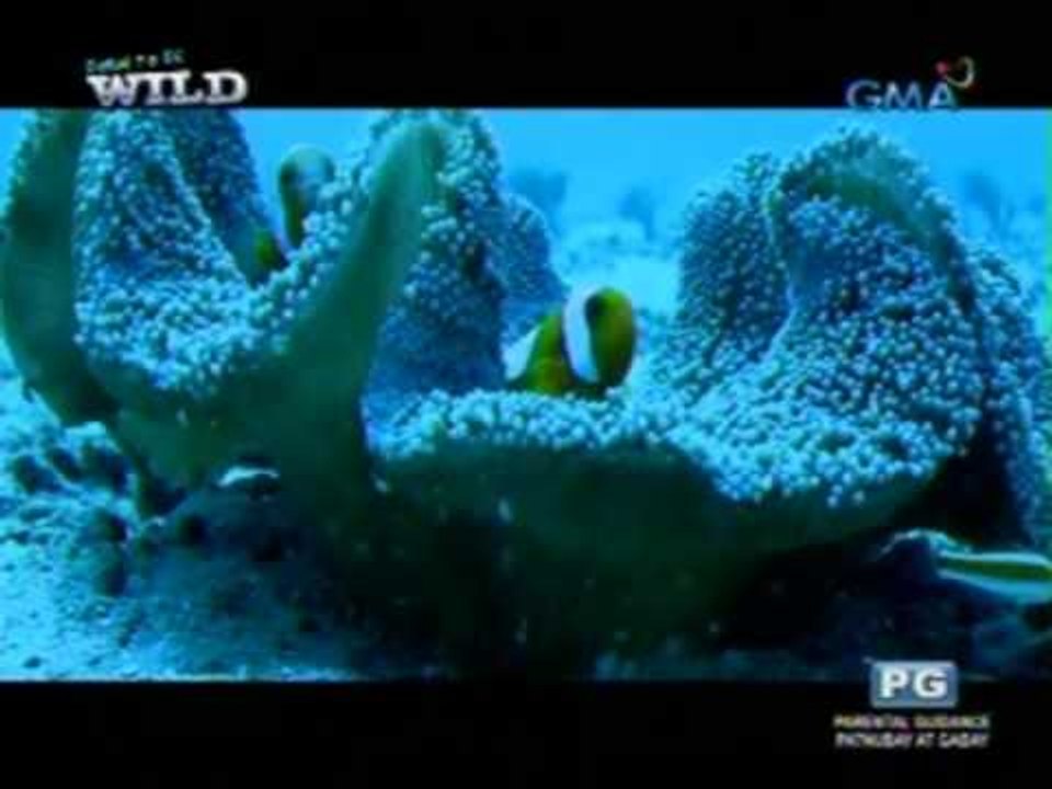 Born to be Wild: Doc Ferds Recio dives in Sorsogon - video Dailymotion