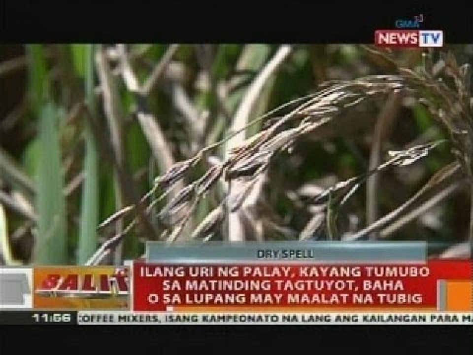 Ilang uri ng palay, kayang tumubo sa matinding tagtuyot, baha o sa ...