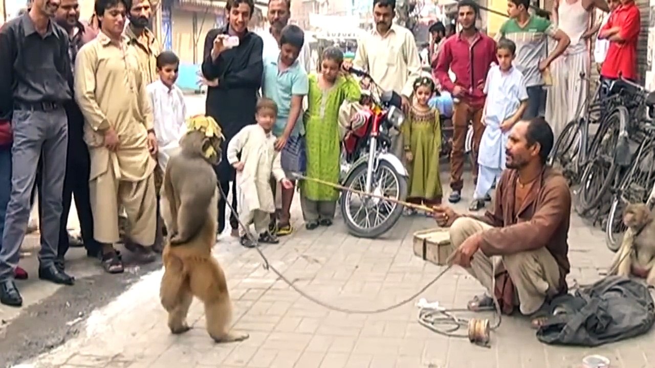 Monkey Drama -- Funniest Monkey Drama in India - Comedy - बन्दर बंदरिया ...