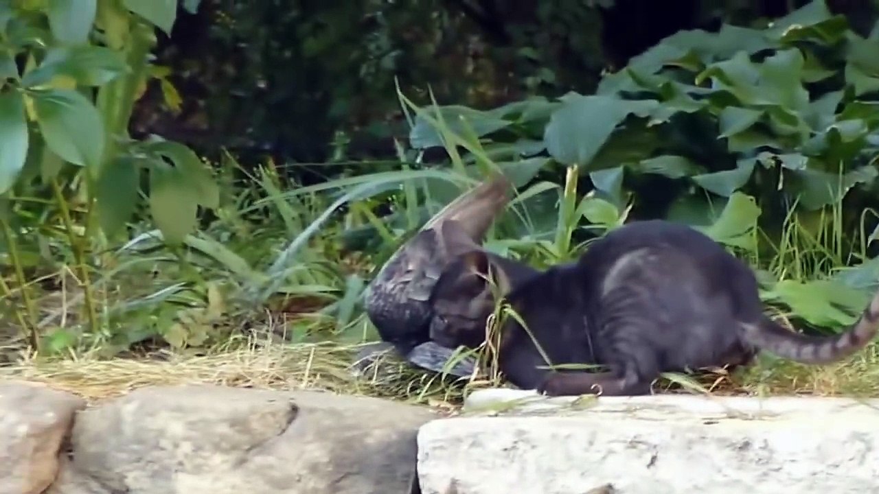 Cats The Best Hunters - Top Cat Hunting Compilation – Видео Dailymotion