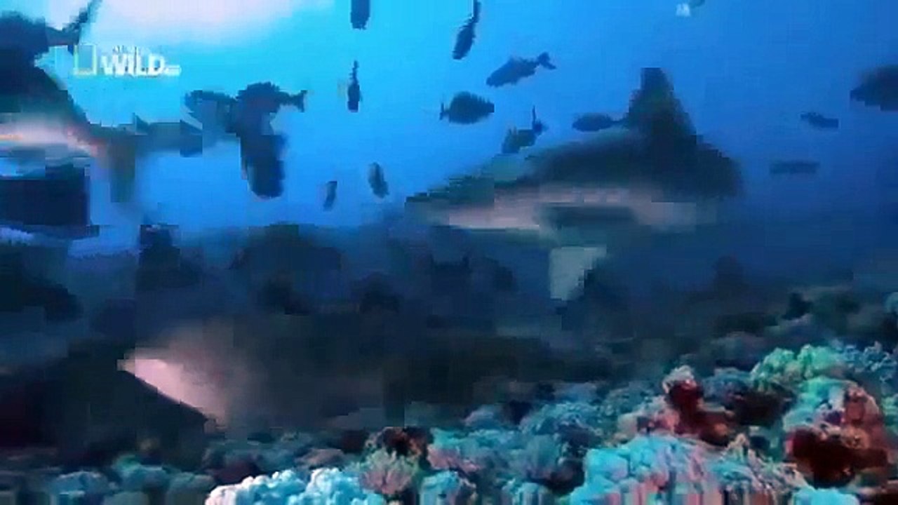 Sharks of Lost Island National Geographic Documentary - Dailymotion Video