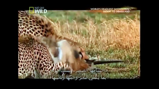 Lion vs Cheetah - Fight to Death - video dailymotion