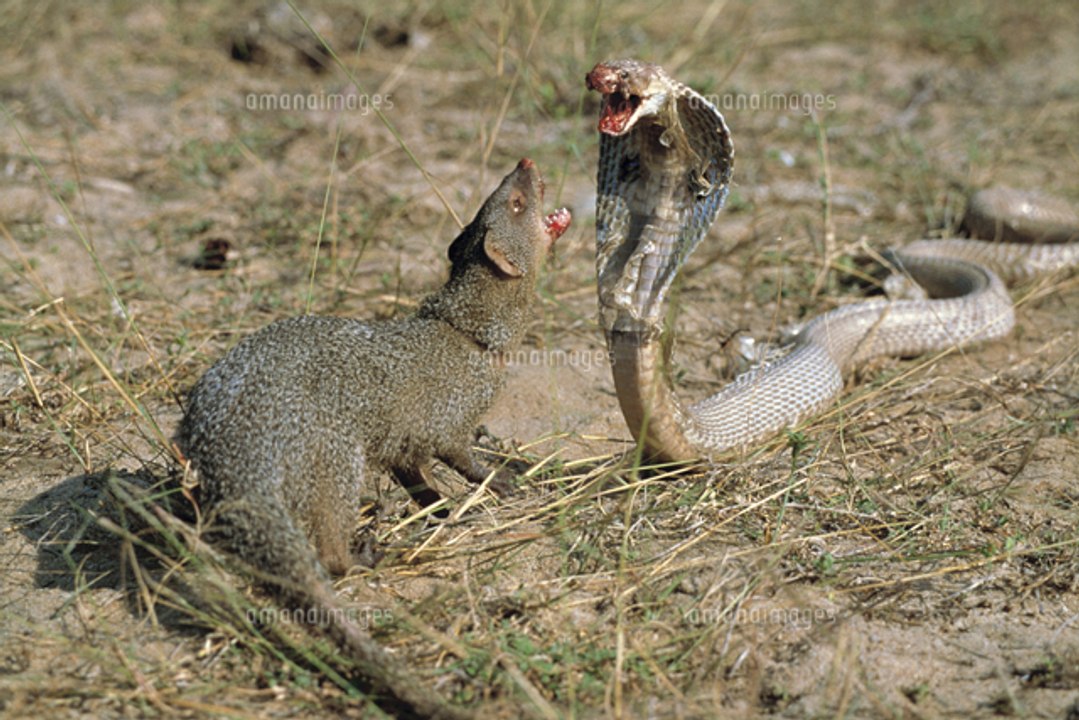 Mongoose vs python - video Dailymotion