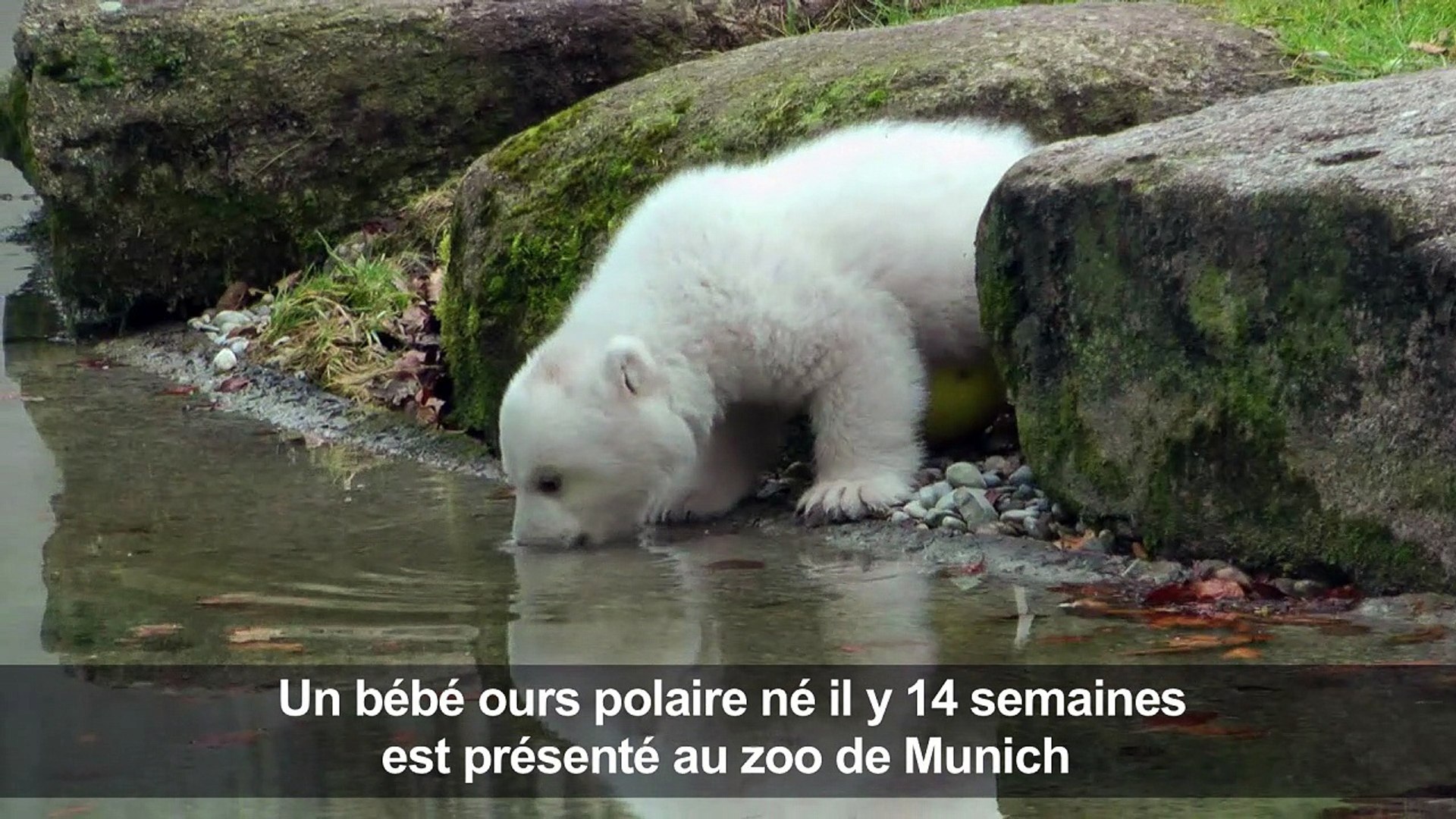 Ours Polaire De Poutine Une Française Attaquée Par Un Ours Polaire