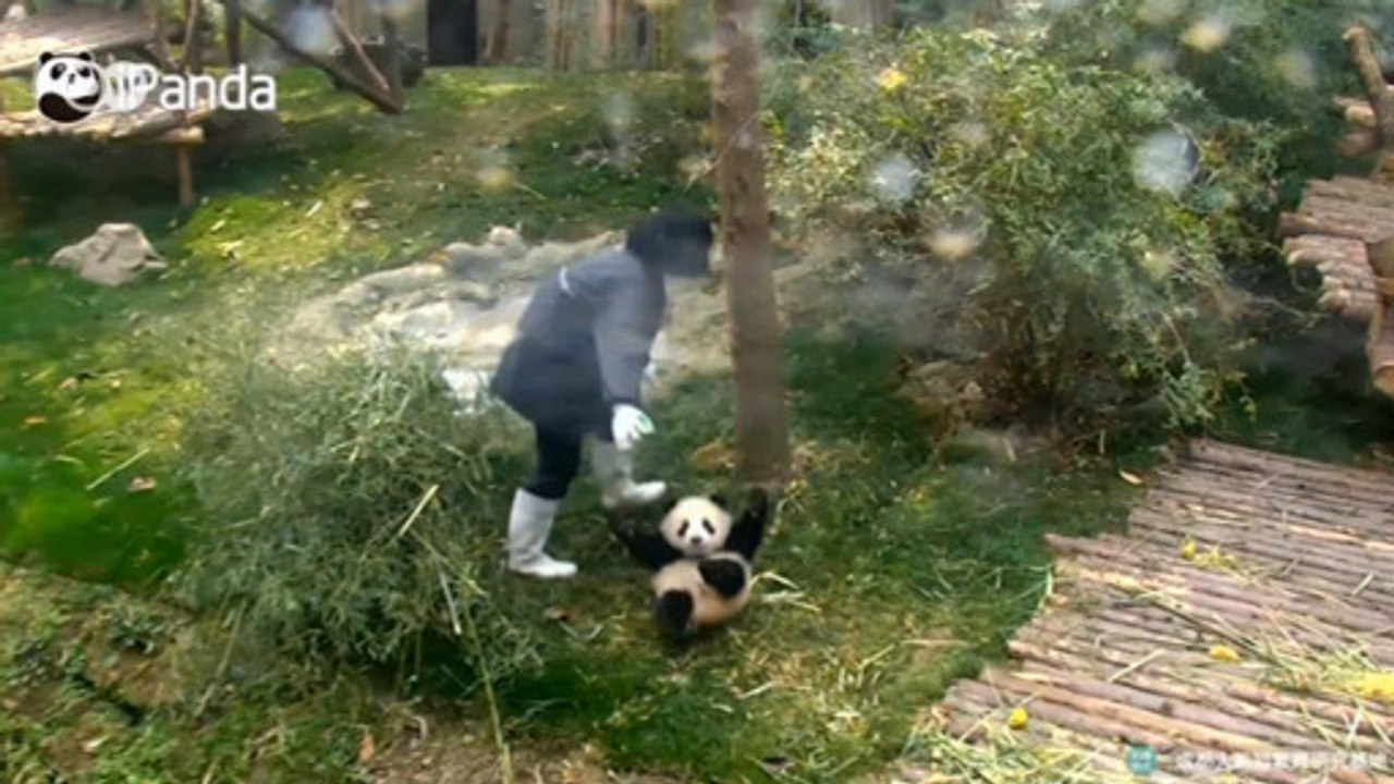 Viral panda yine iş başında - video Dailymotion