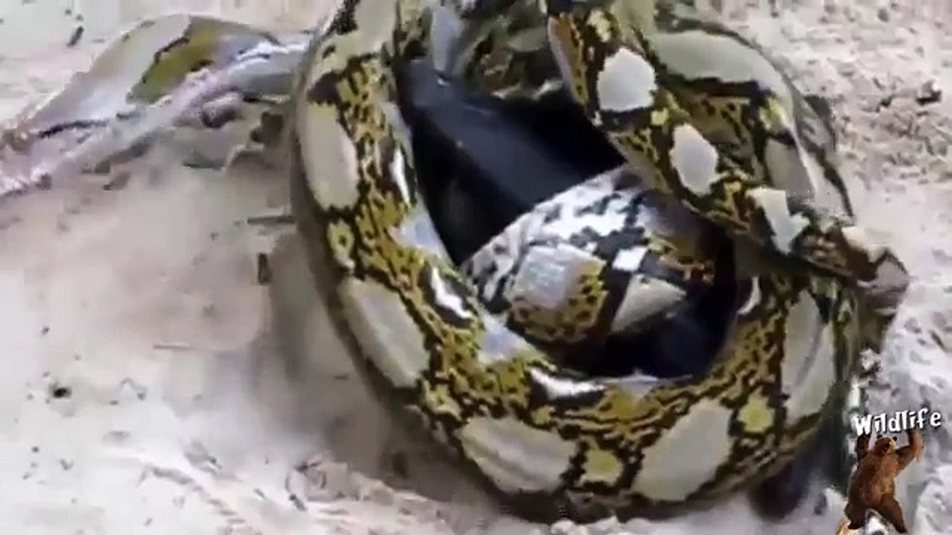 Bat Vs Snake