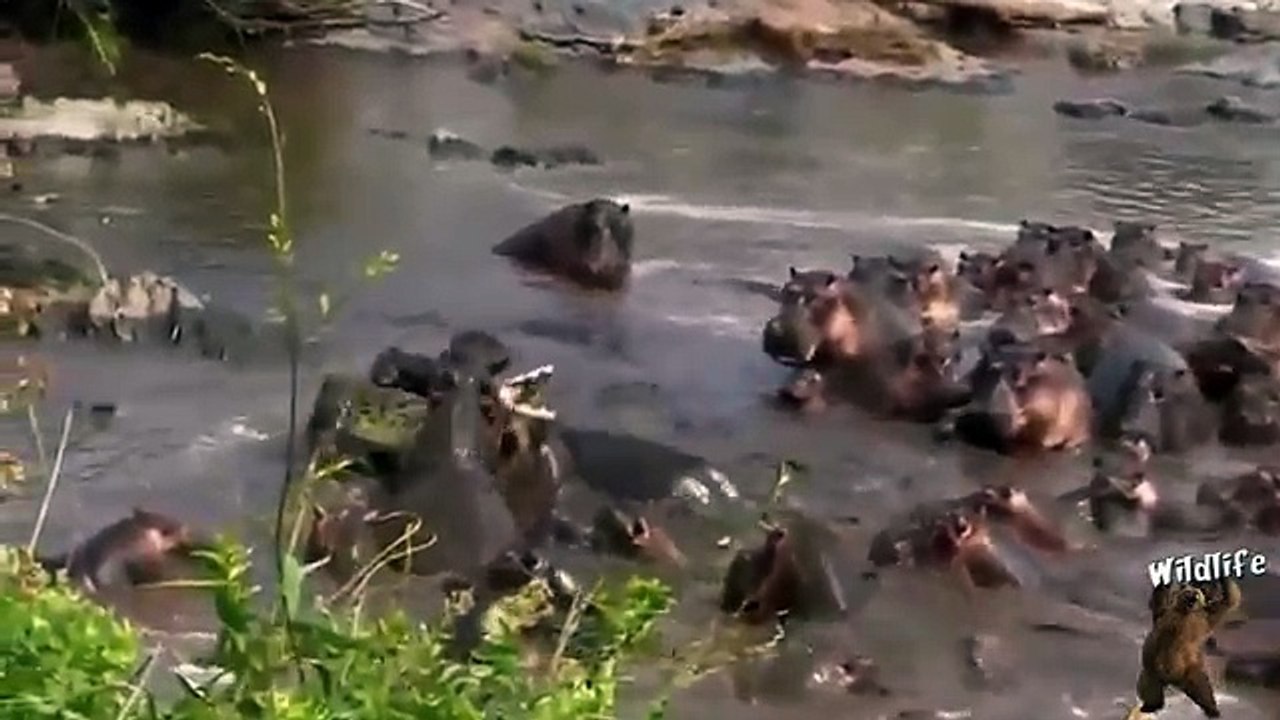 Fight For Life | Deadliest Fight Between Crocodile And Hippopotamus ...