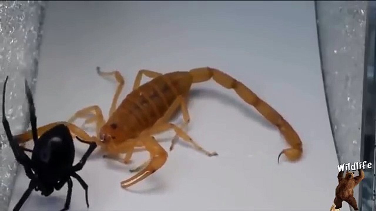 Fight For Life | Deadliest Fight Between Scorpion And Spider | Scorpion ...