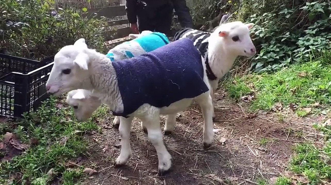 Qingji i vogel - video Dailymotion