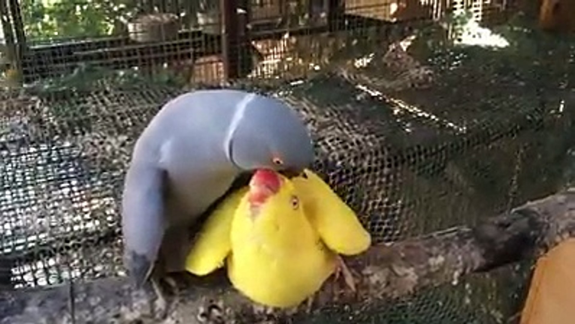 Parakeet Mating