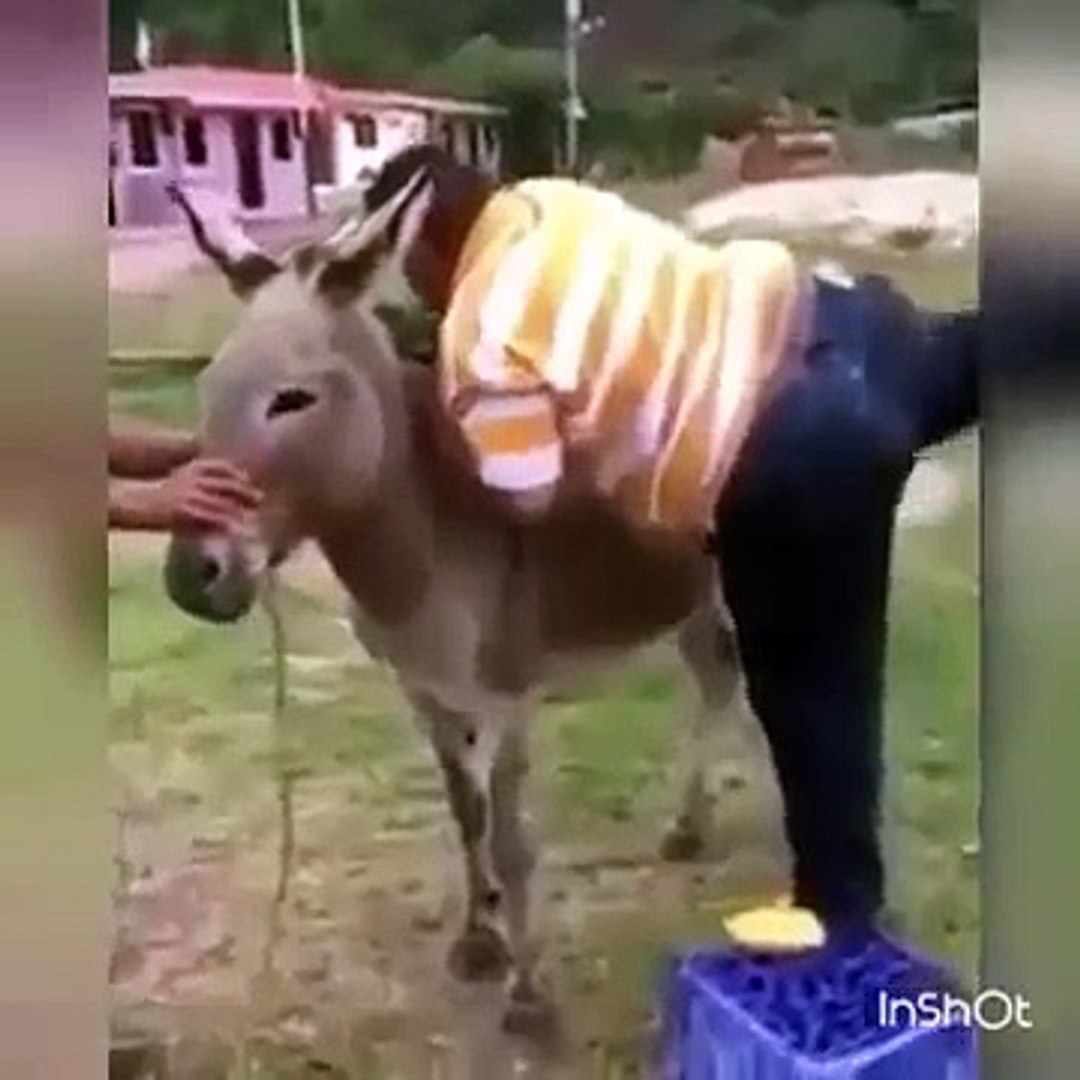 Fat Baby Donkeys